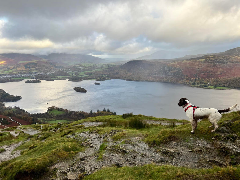 How Kerry Irving & His Dogs Raised £41,000 for Charity | Ruffwear