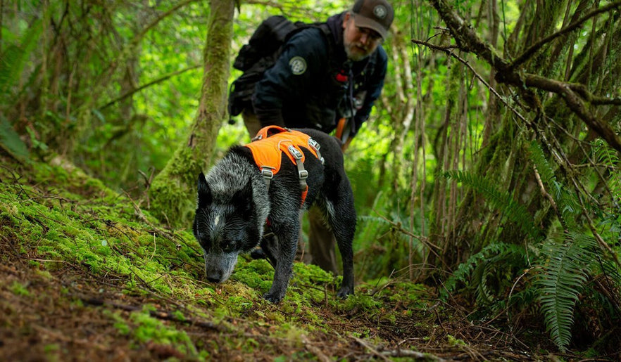 How Rogue Detection Dogs Inspired the High-Vis Web Master™ | Ruffwear